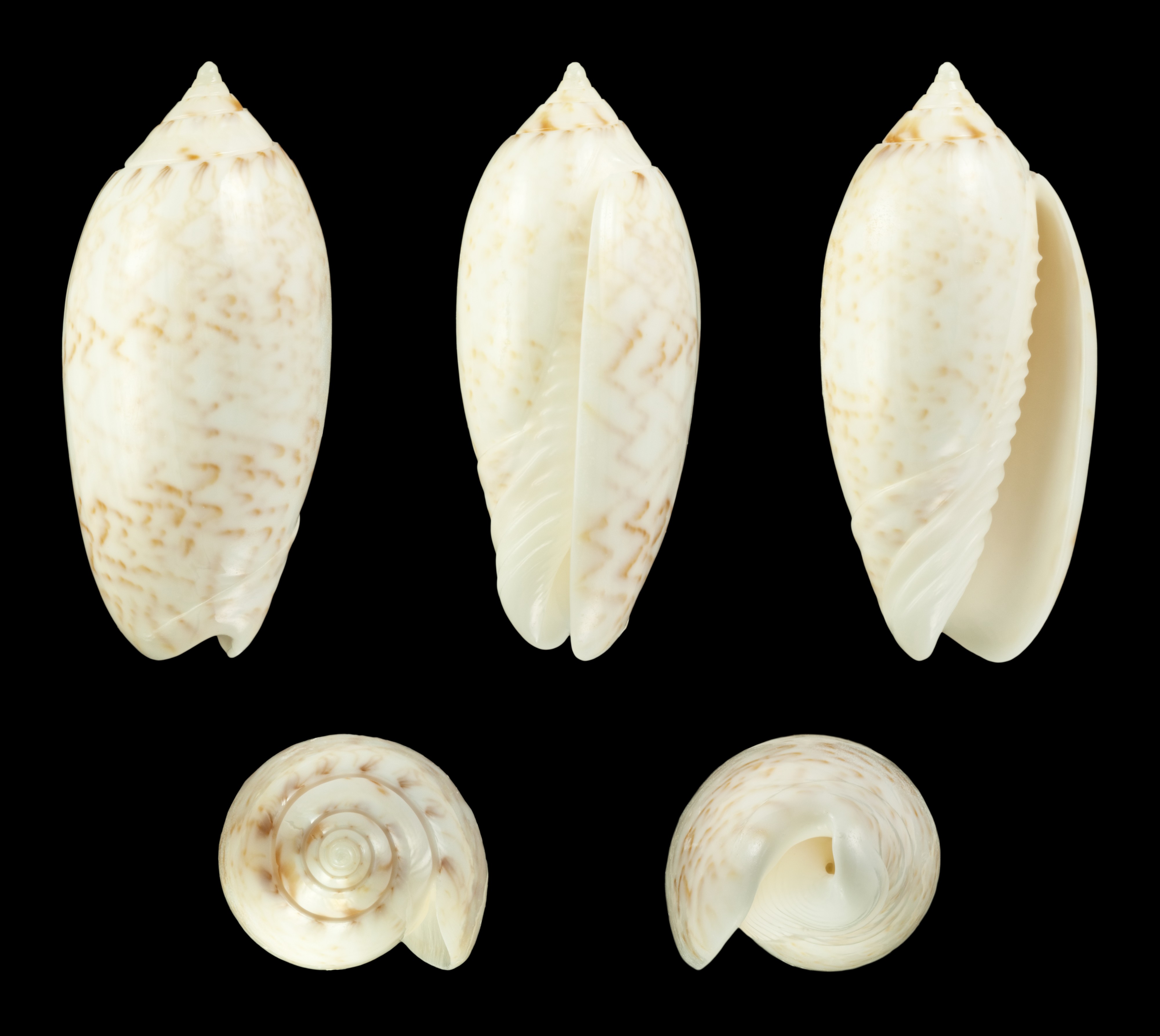 Photo of Oliva reticularis 01
