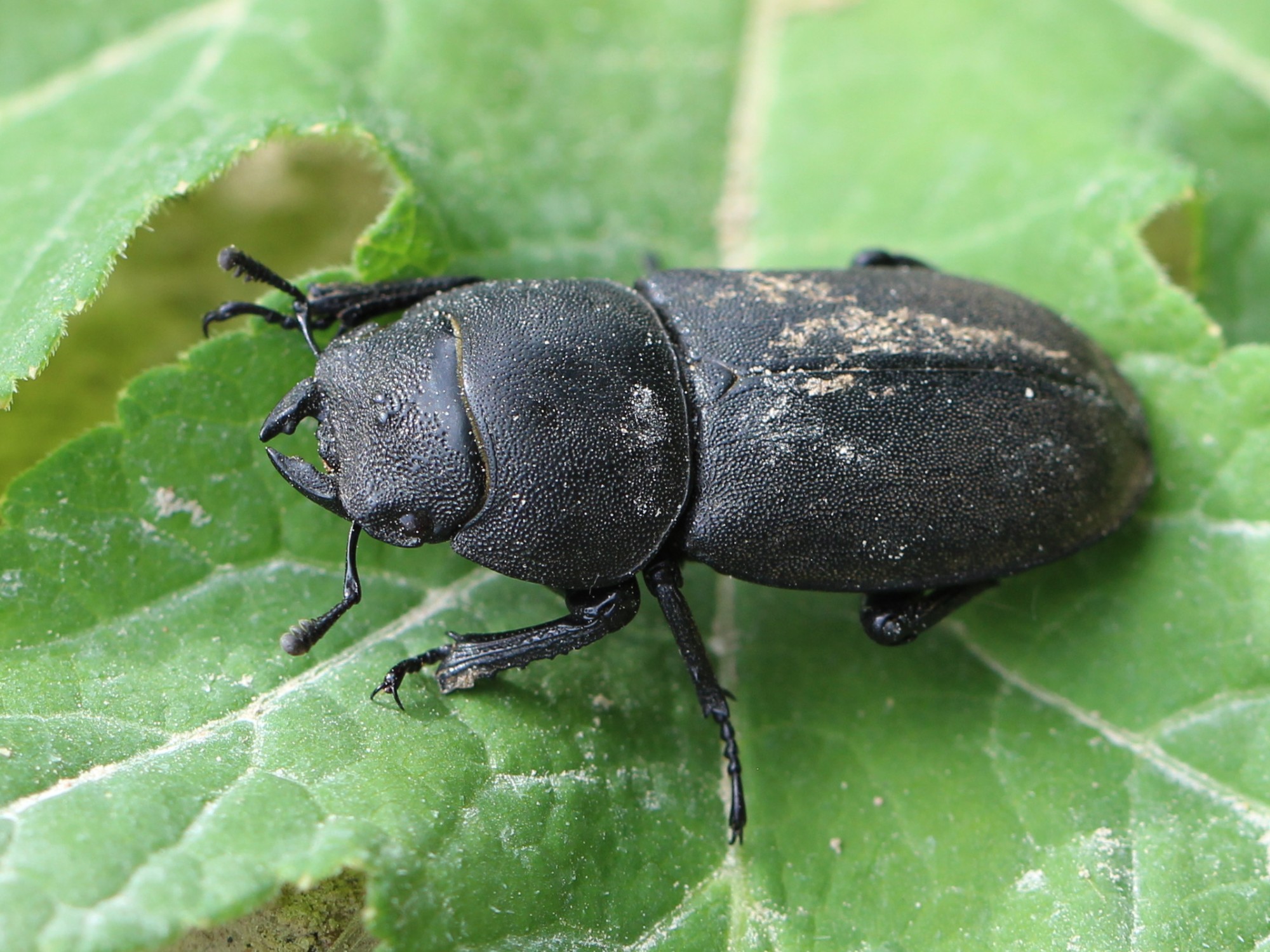 Photo of Dorcus parallelipipedus 03