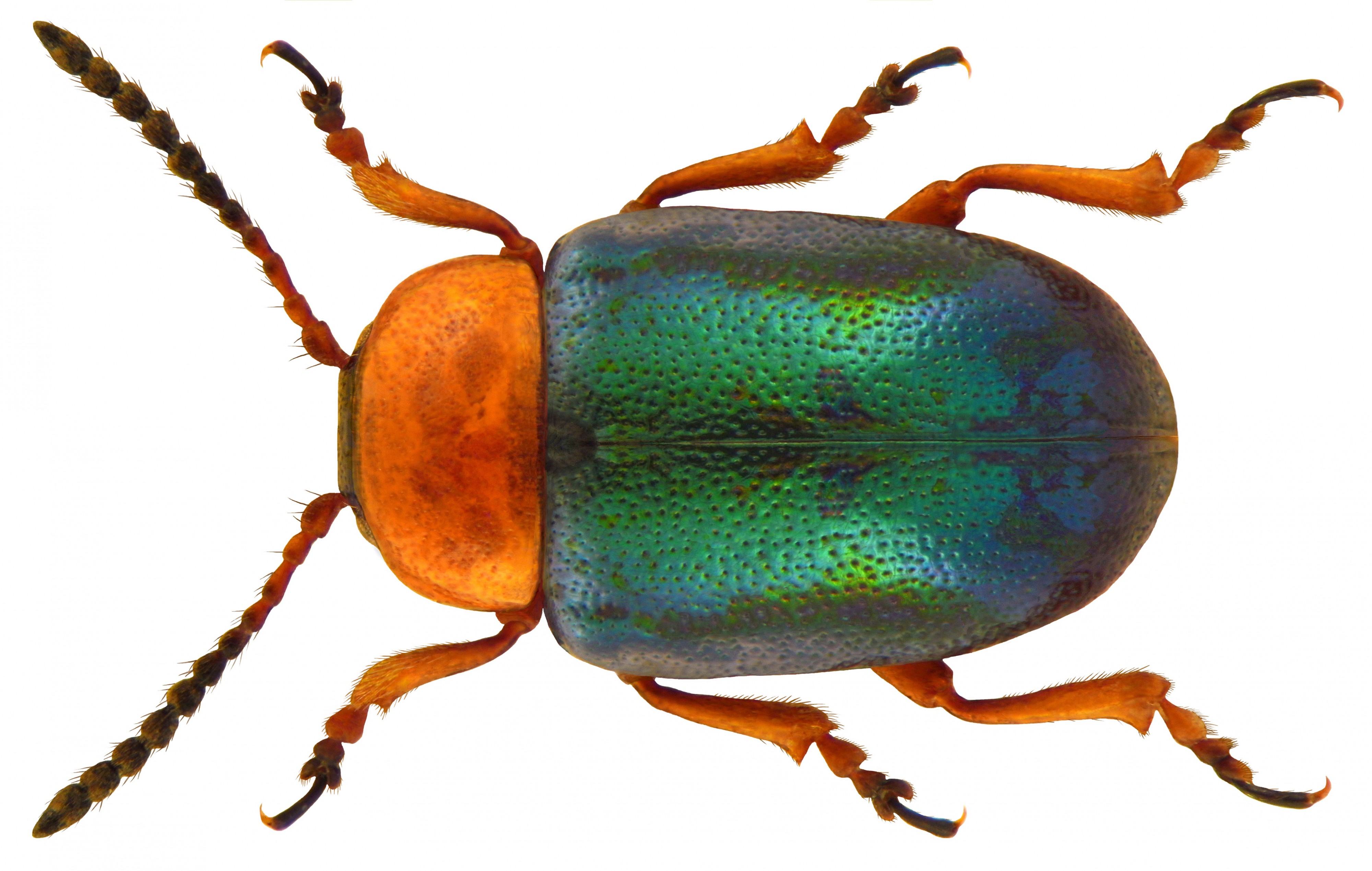Photo of Gastrophysa polygoni1